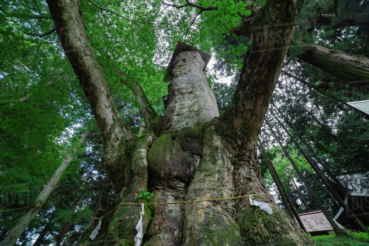 A Japanese zelkova tree in front of the shrine at the countryside low ...