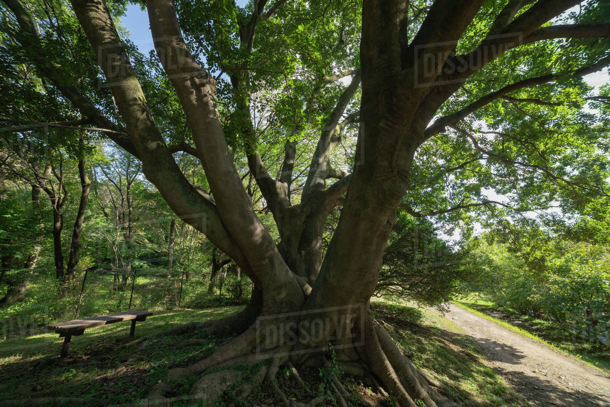 A big Muku tree at the public park in Tokyo wide shot - Royalty-free ...