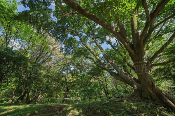 A big Muku tree at the public park in Tokyo wide shot - Royalty-free ...