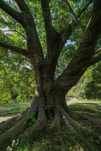A big Muku tree at the public park in Tokyo wide shot - Royalty-free ...