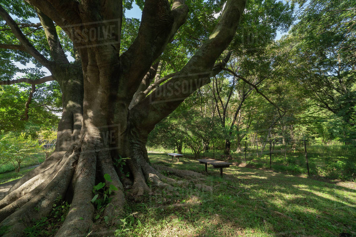 A big Muku tree at the public park in Tokyo wide shot - Stock Photo ...