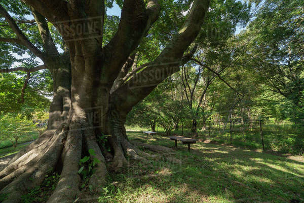 A big Muku tree at the public park in Tokyo wide shot - Stock Photo ...