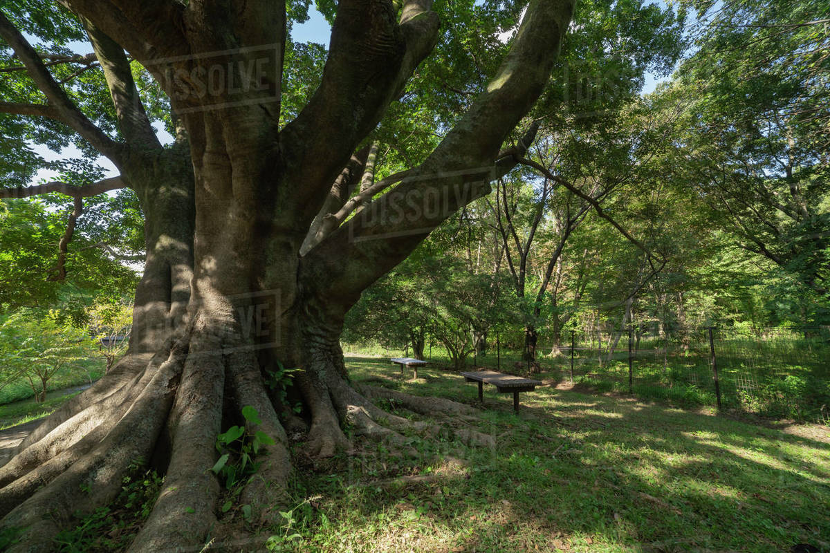 A big Muku tree at the public park in Tokyo wide shot - Royalty-free ...