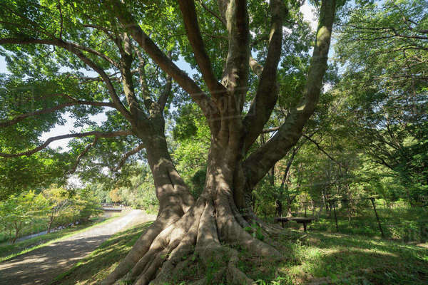 A big Muku tree at the public park in Tokyo wide shot - Royalty-free ...