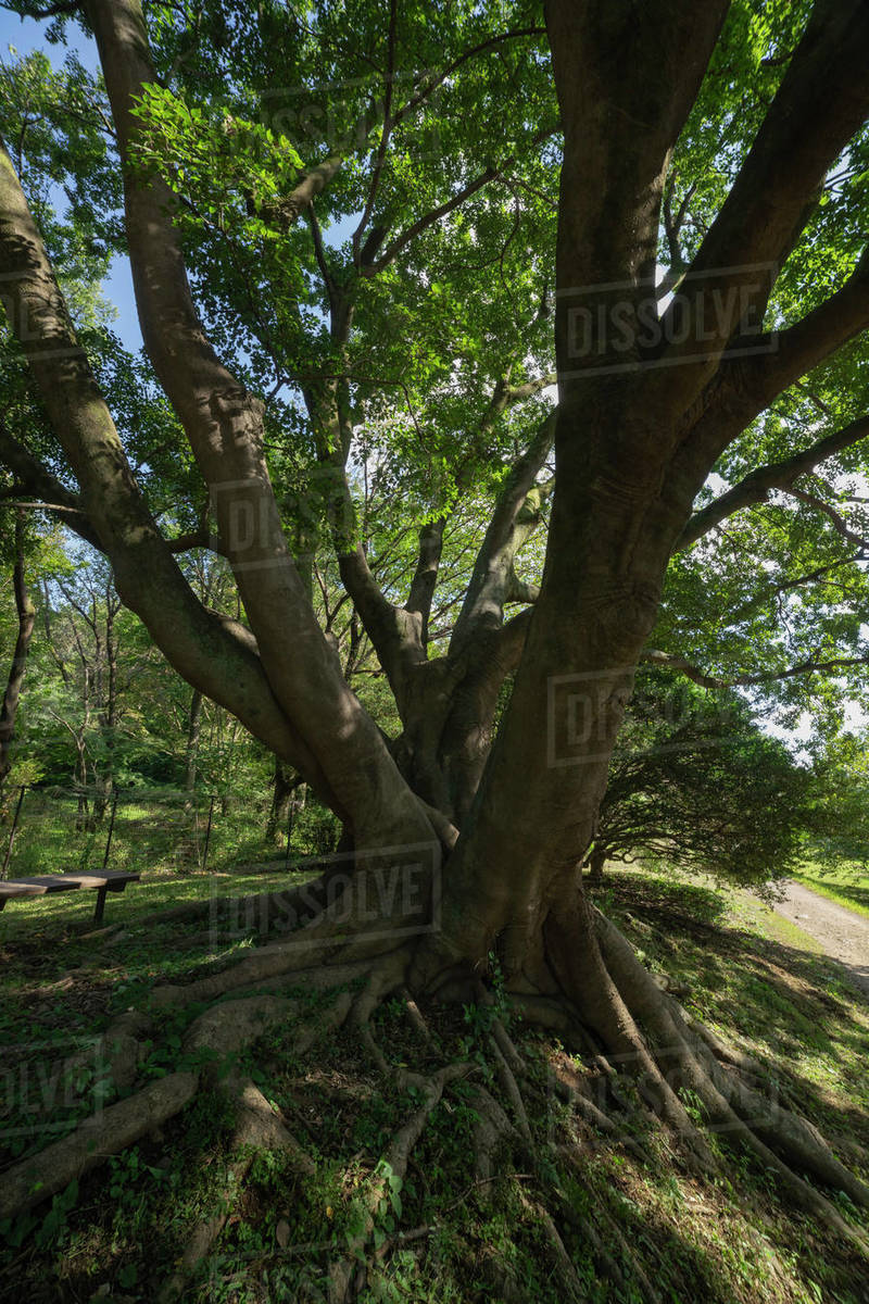 A big Muku tree at the public park in Tokyo wide shot - Royalty-free ...