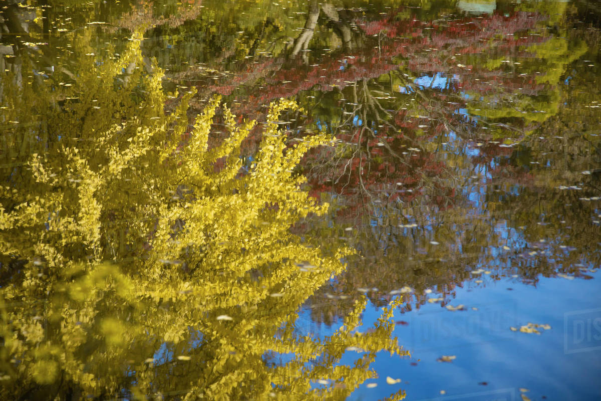 A reflecting yellow gingko tree near the pond at Hibiya park in Tokyo - Stock Photo - Dissolve