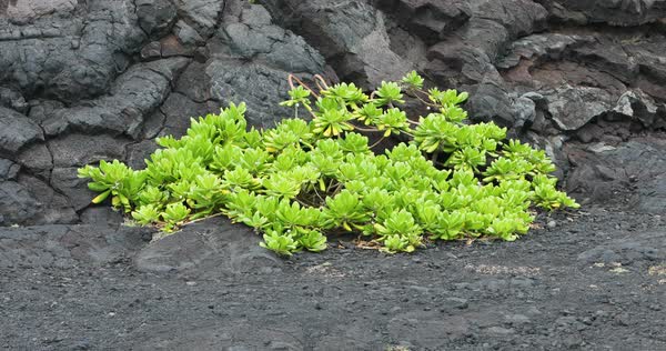 Green succulent plants growing on volcanic lava in Volcano National ...