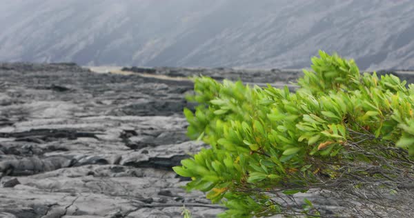 Green succulent plants growing on volcanic lava in Volcano National ...