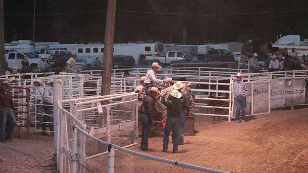 Rodeo cowboy on horse getting ready to rope a steer then hog ties it to ...