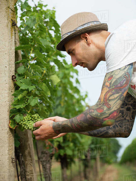 Male grape picker at work selecting bunches of grapes on the vine ...