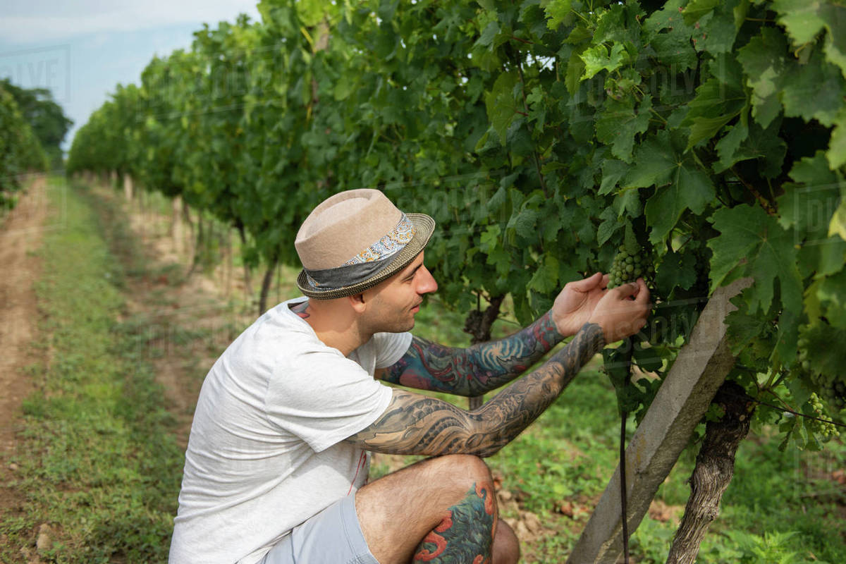 Male grape picker at work selecting bunches of grapes on the vine ...