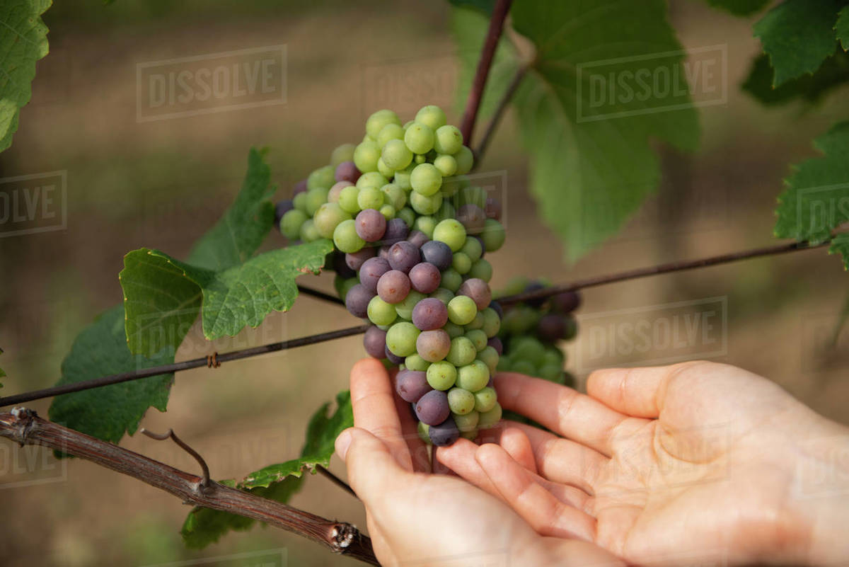 Grape picker hands selecting bunches of grapes on the vine - Stock ...