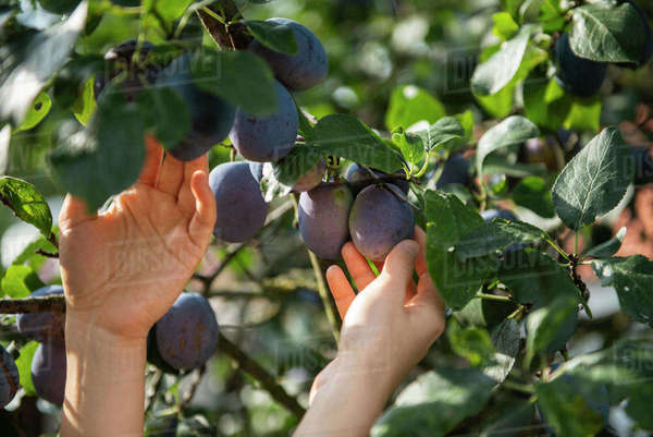 Woman harvesting plums in garden - Stock Photo - Dissolve