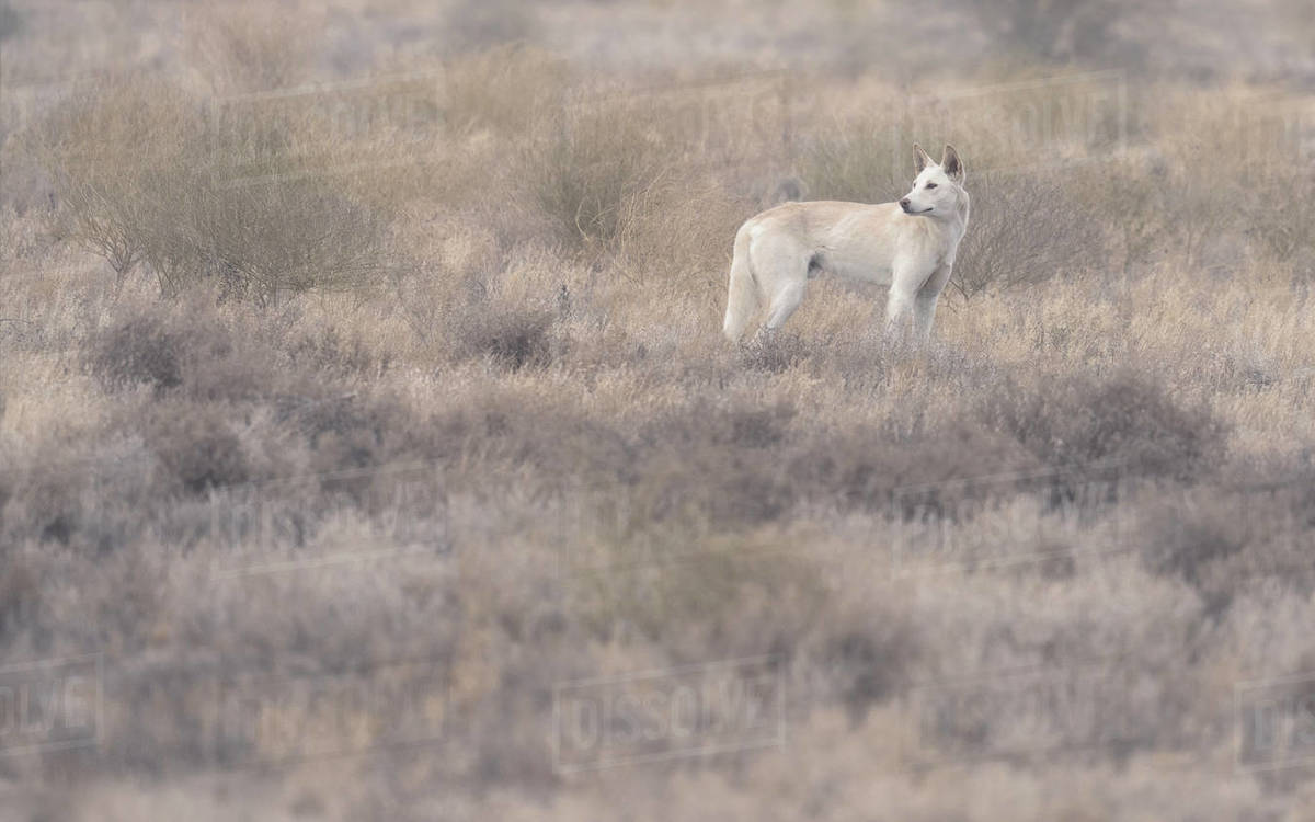 Wild dingo (Canis lupus) in saltbush and chenopod shrubland, South ...