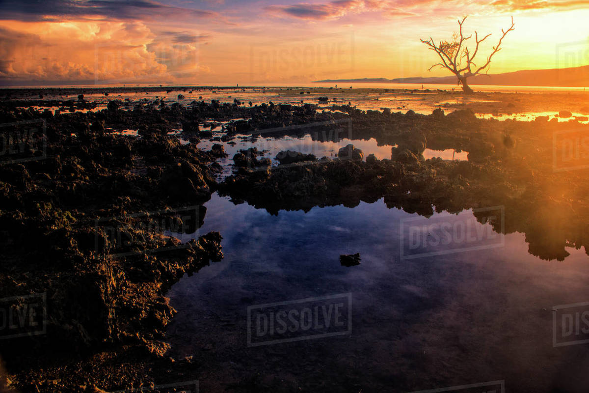 Lone mangrove tree in the sea at sunrise, Weri, Larantuka, East Flores ...