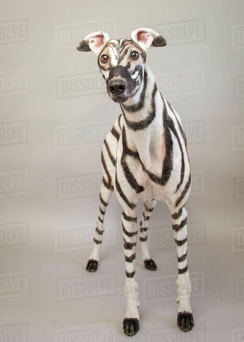 Portrait of a greyhound dog painted to look like a zebra - Royalty-free ...