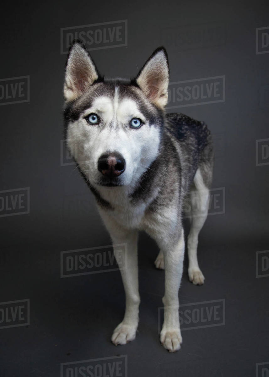 Portrait of a full length siberian husky - Royalty-free Stock Photo ...