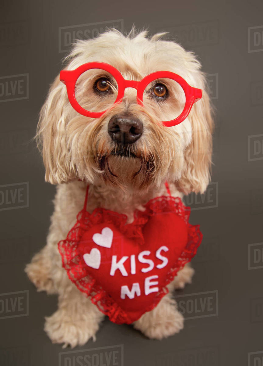 Portrait of a Cockapoo wearing a kiss me sign and novelty glasses ...