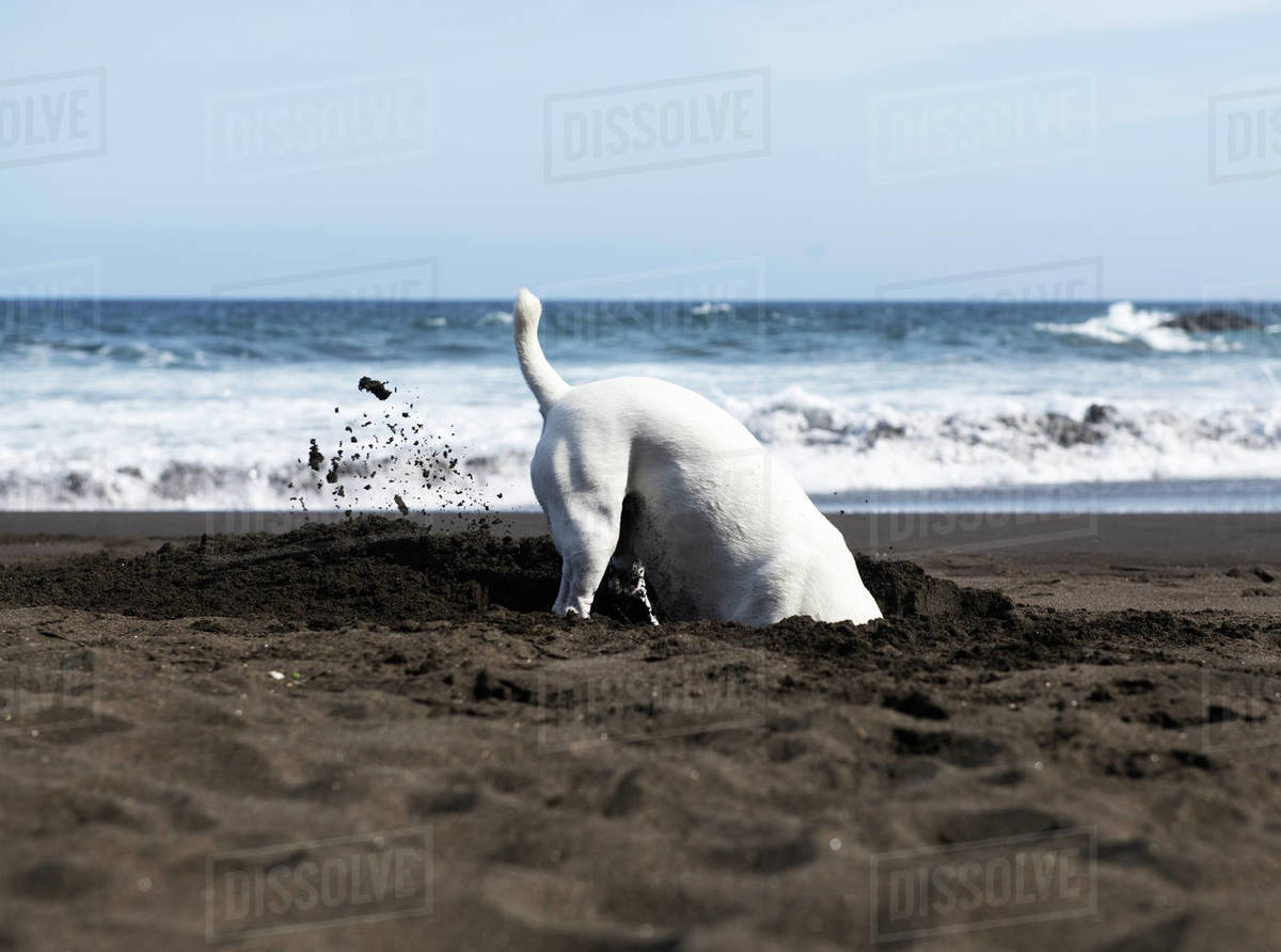 White jack russell digging a hole in the sand on a beach, Spain ...