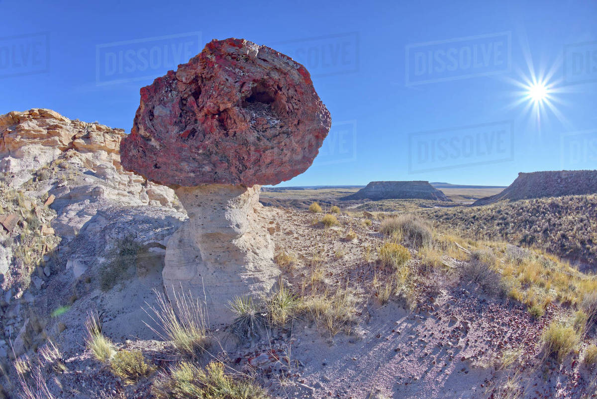 Giant petrified Log balanced on a sandstone pedestal, Red Basin Trail ...