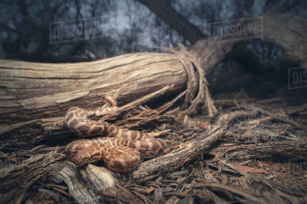 Close-up of a wild Childrens python (Antaresia childreni) coiled in ...