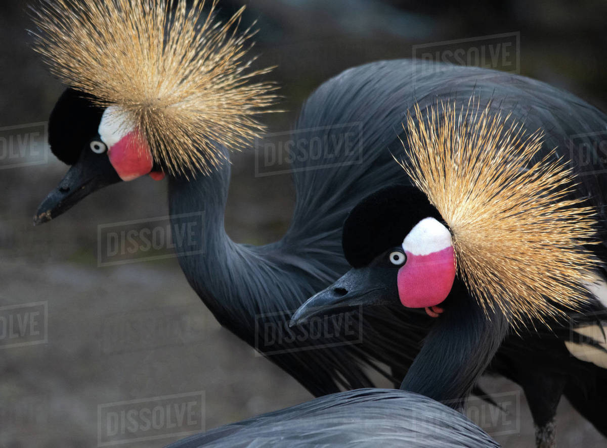 Close-up of two Gray Crowned Cranes, South Africa - Royalty-free Stock ...