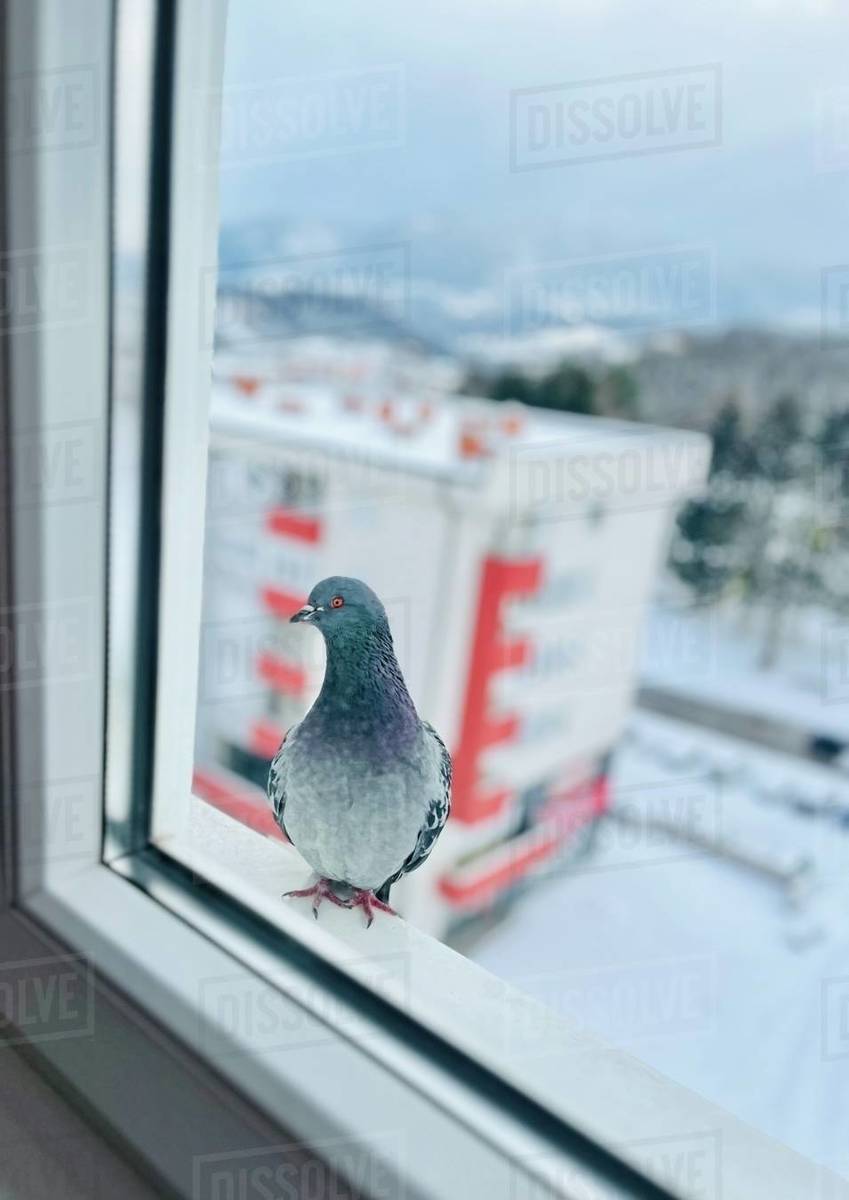View through a window of a pigeon sitting on a window sill in winter ...