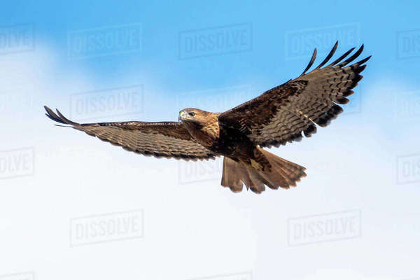 Red-tailed Hawk in Flight, British Columbia, Canada - Royalty-free ...