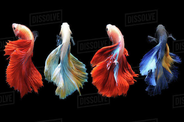 Rear view of four betta fish swimming side by side against a black ...