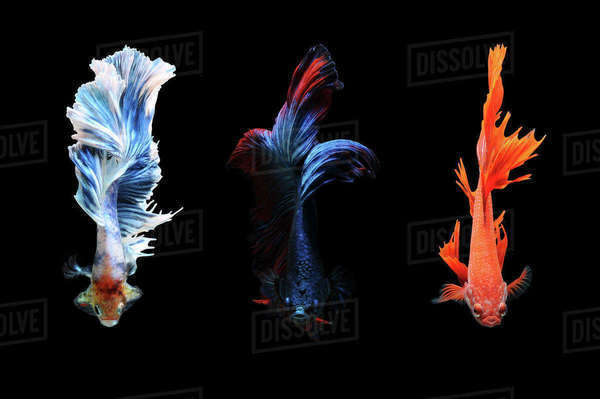 Overhead view of three betta fish swimming side by side against a black ...