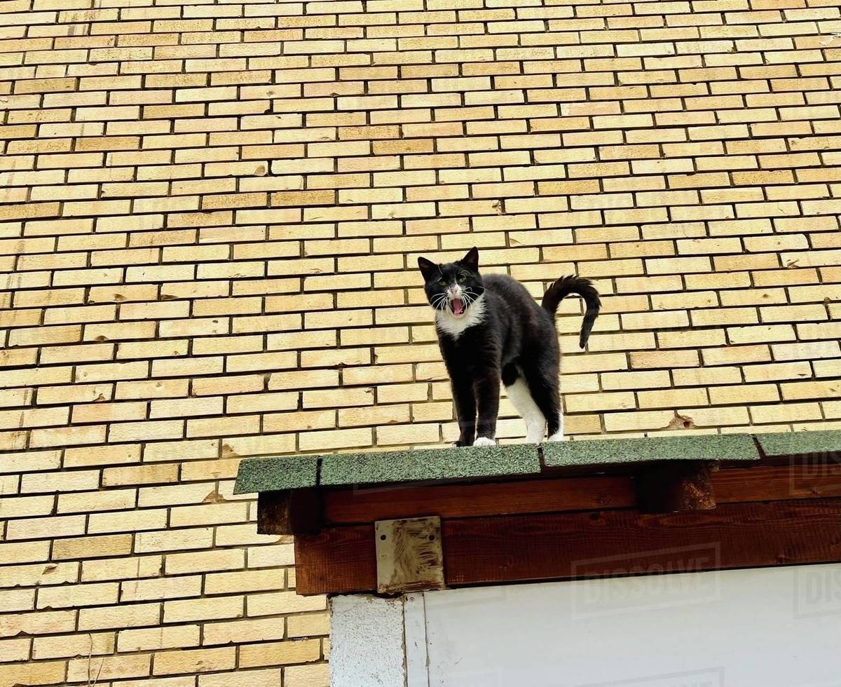 Close-up of an angry tuxedo cat with an arched back standing on a roof ...