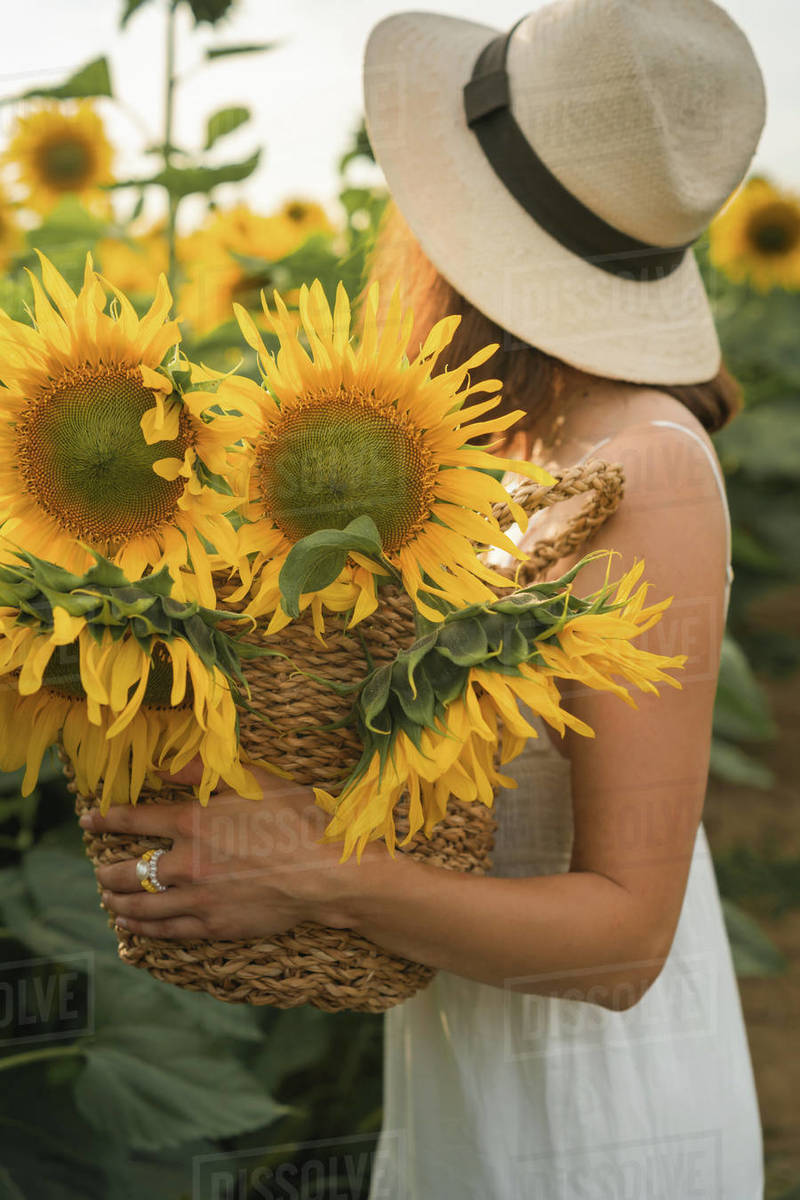 Woman picking sunflowers in a field in summer, Belarus - Royalty-free ...