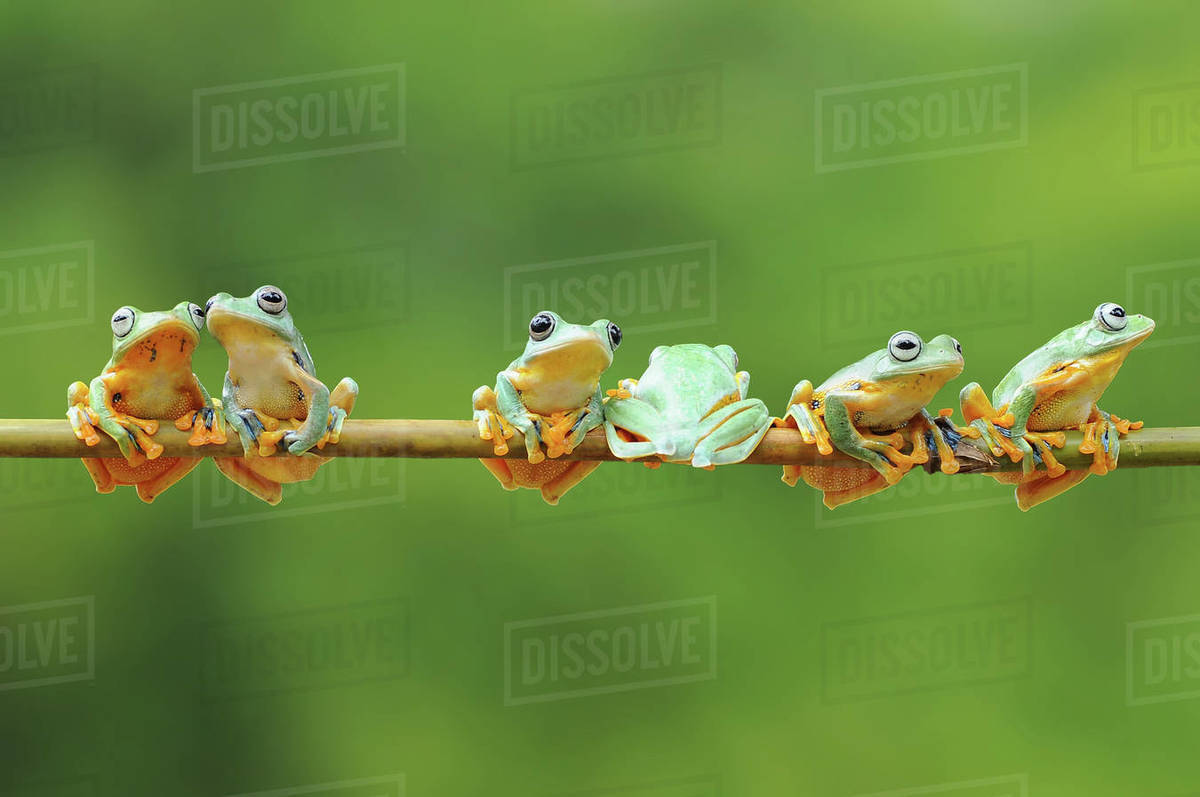 Six javan tree frogs sitting on a branch with one facing the other way ...