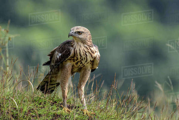 Portrait of a changeable hawk-eagle, Indonesia - Stock Photo - Dissolve
