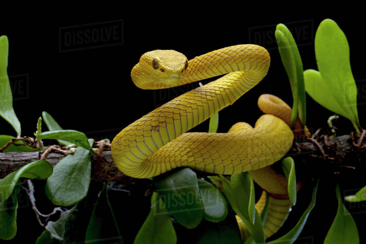 Close-up of a yellow pit viper (Trimeresurus insularis) coiled on a ...