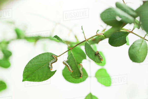 Close-up of several false rose caterpillars on a rose bush, Spain ...
