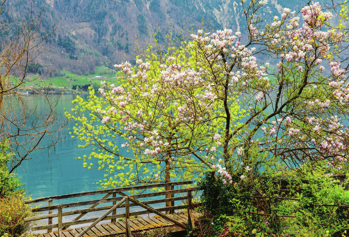 Magnolia tree in bloom next to a wooden bridge by Lake Brienz, Bern ...