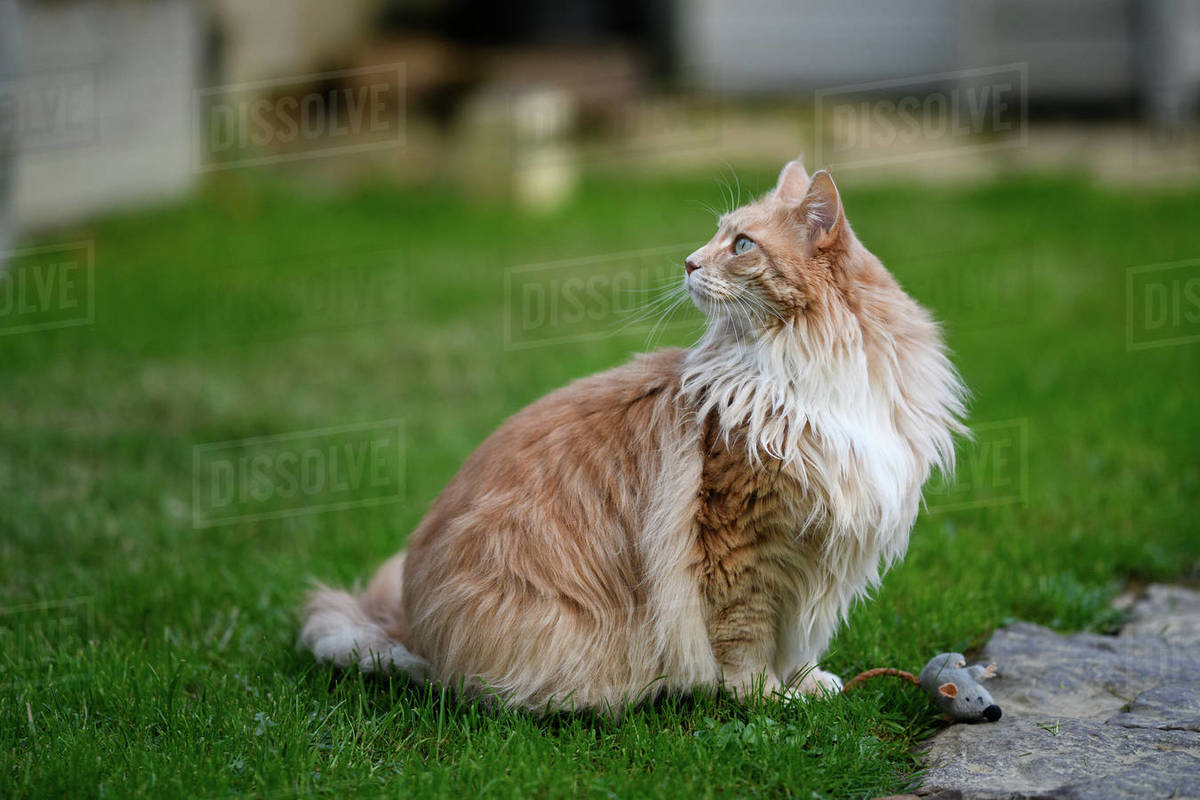 Ginger maine coon cat sitting in a garden, Ireland - Stock Photo - Dissolve