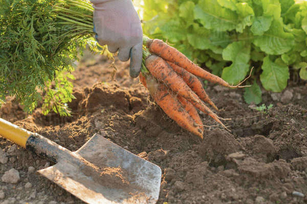 Close-up of a person digging up carrots in a vegetable garden, Belarus ...