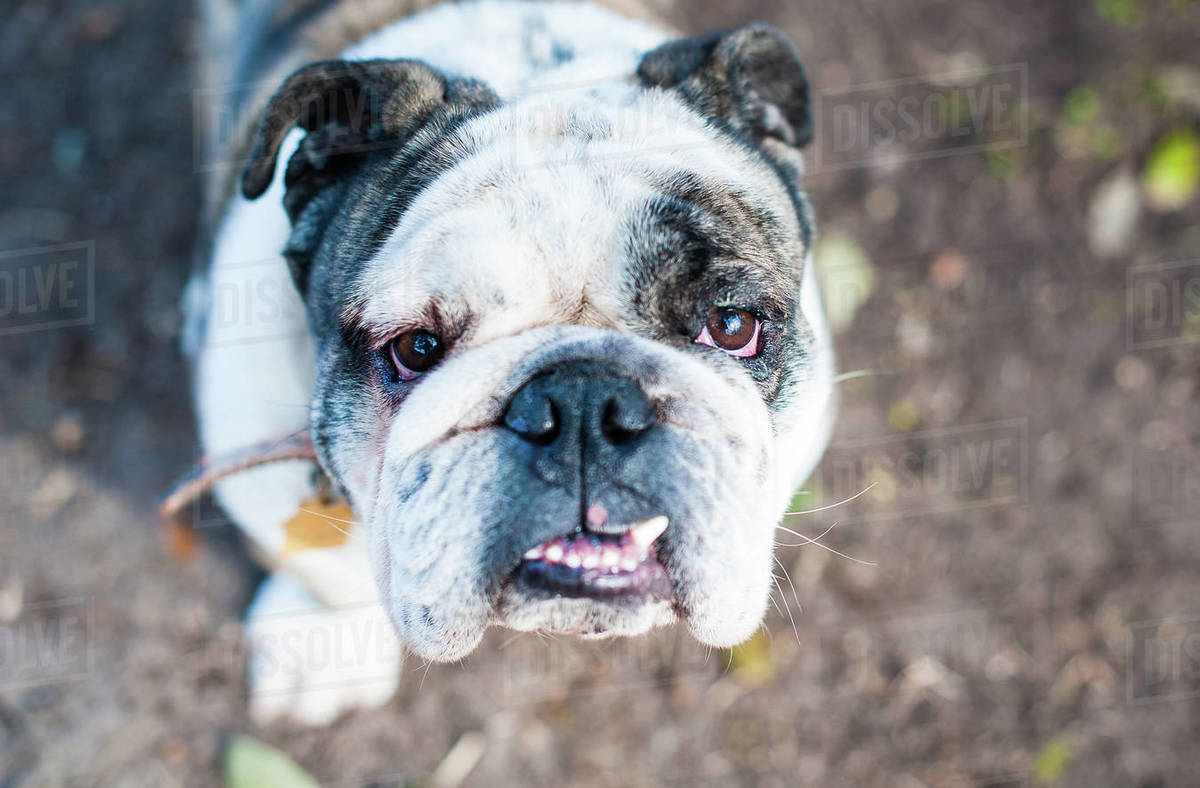 Portrait of a bulldog - Royalty-free Stock Photo | Dissolve