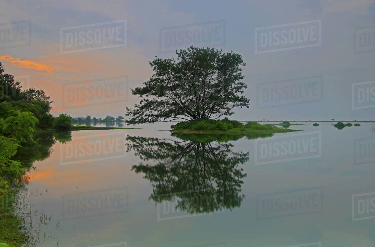 Staying Green - Royalty-free Stock Photo | Dissolve