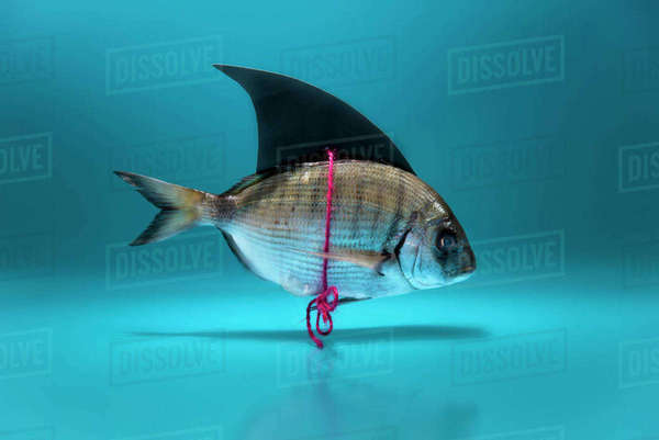 Fish disguised as a shark - Royalty-free Stock Photo | Dissolve