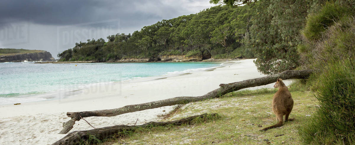 Wallaby sitting on beach, Jervis Bay, New South Wales, Australia ...
