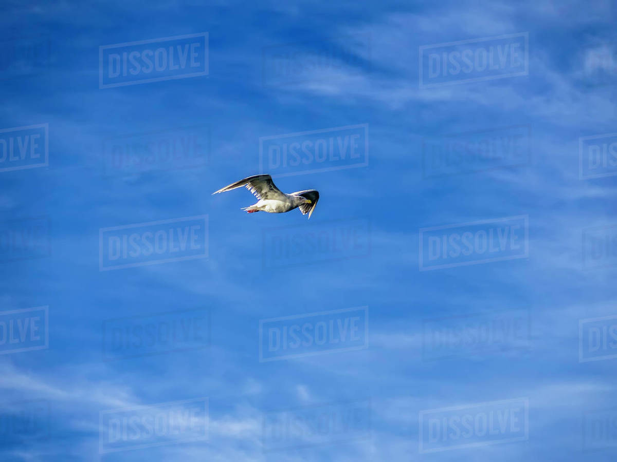 Seagull flying over puget sound, Washington, America, USA - Royalty ...