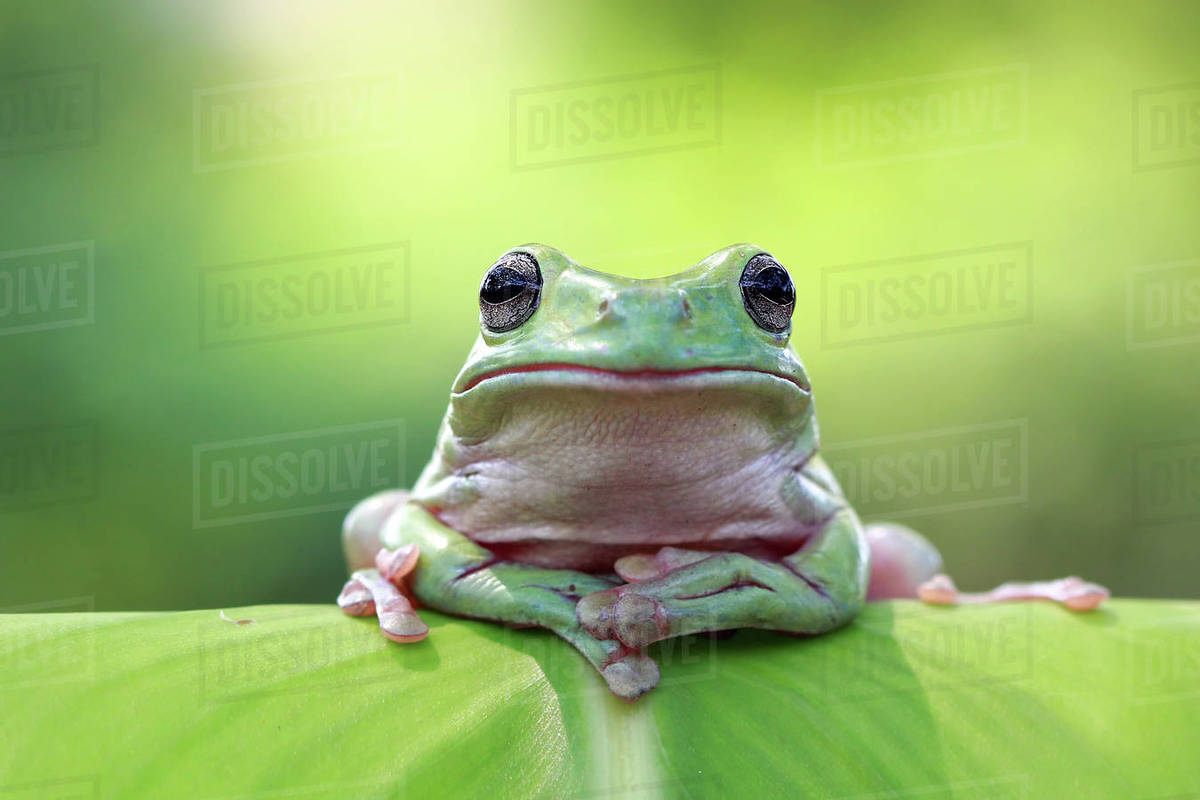 Dumpy white tree frog, Australia - Royalty-free Stock Photo | Dissolve