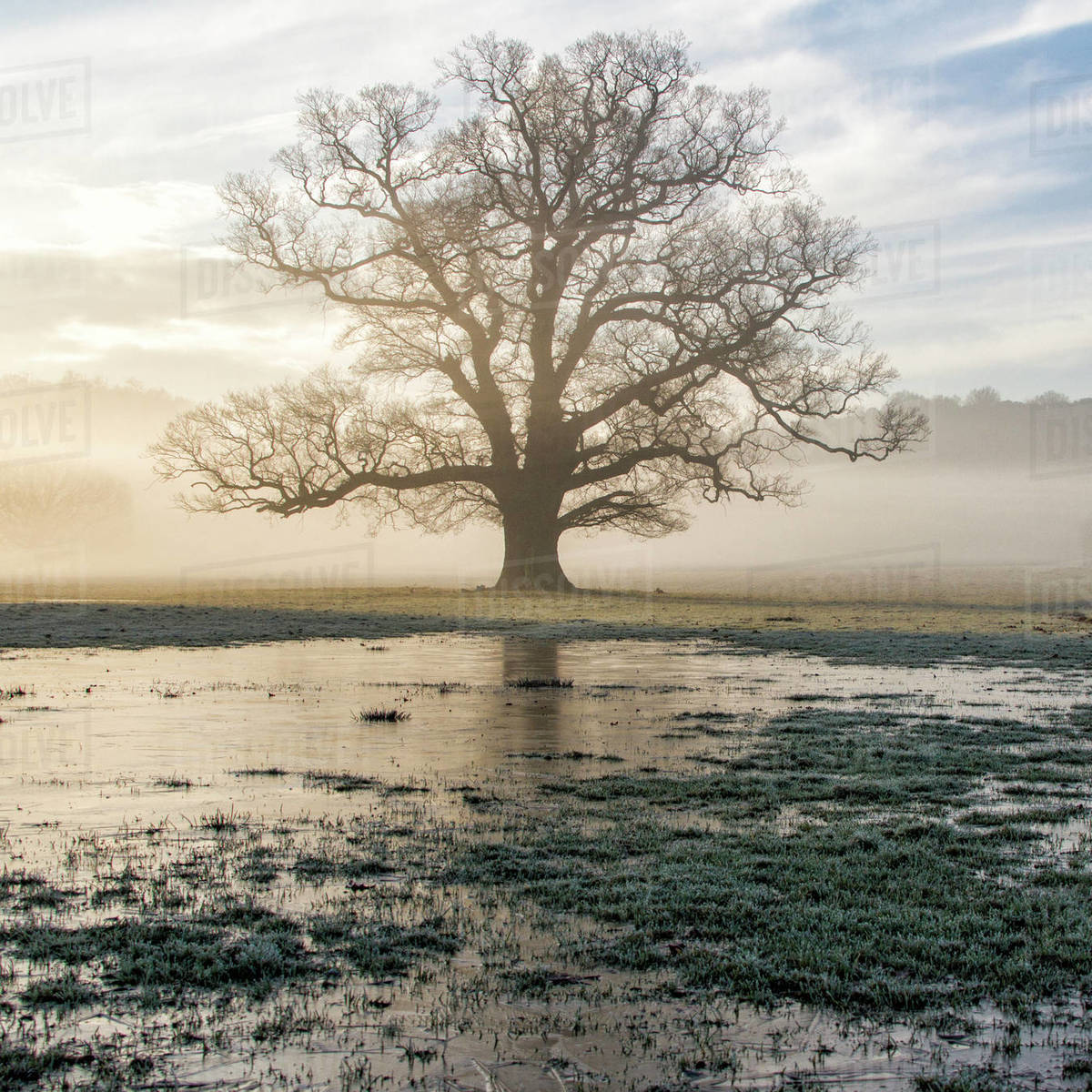 Tree in a waterlogged field - Stock Photo - Dissolve
