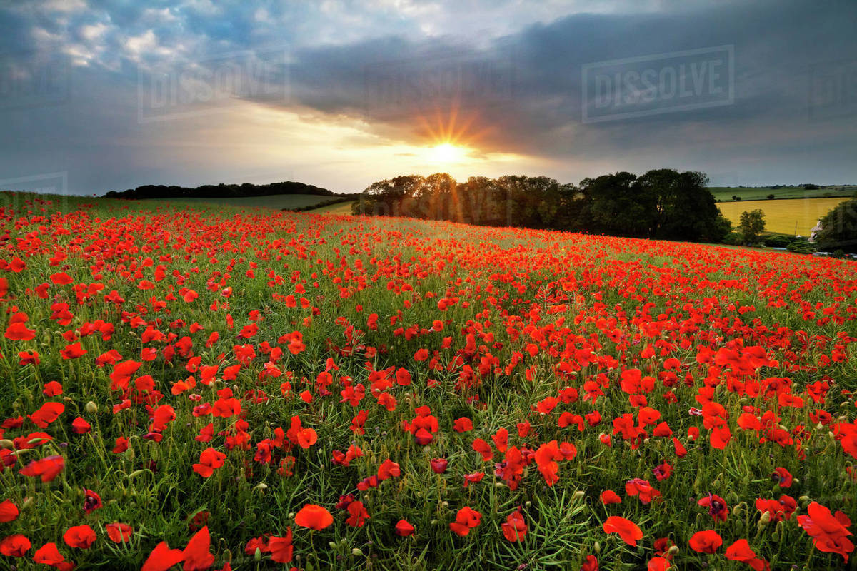 Field of red poppies in Summer, Cranborne, Dorset, England, UK ...