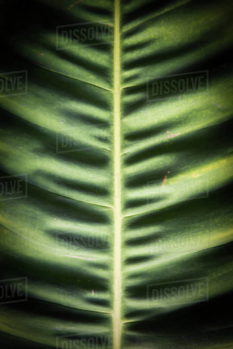 Close up of a tropical leaf - Royalty-free Stock Photo | Dissolve