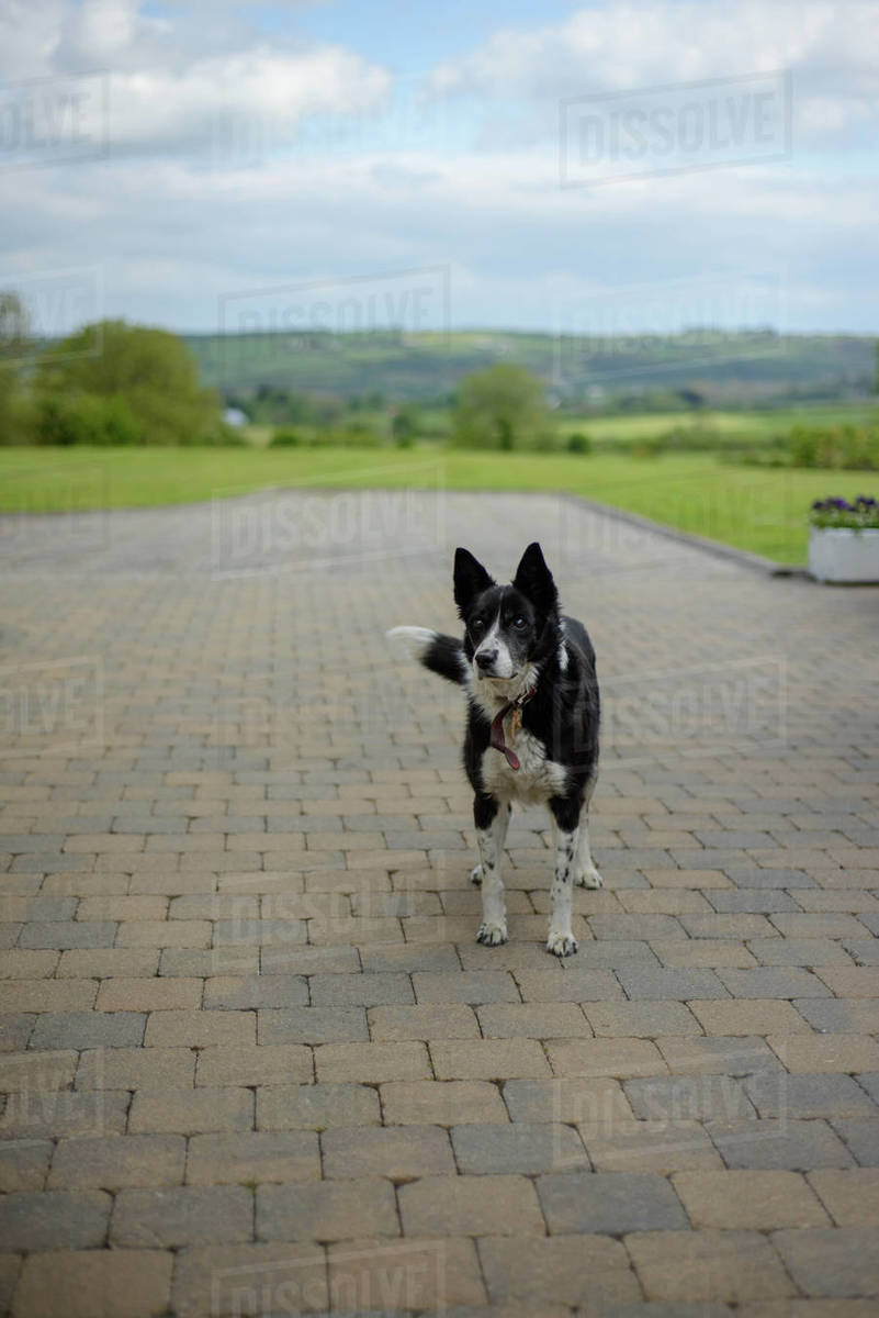 Pet Dog standing outdoors - Royalty-free Stock Photo | Dissolve