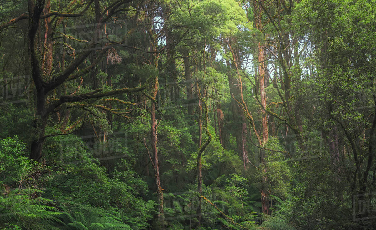 Rainforest, Victoria, Australia - Royalty-free Stock Photo | Dissolve